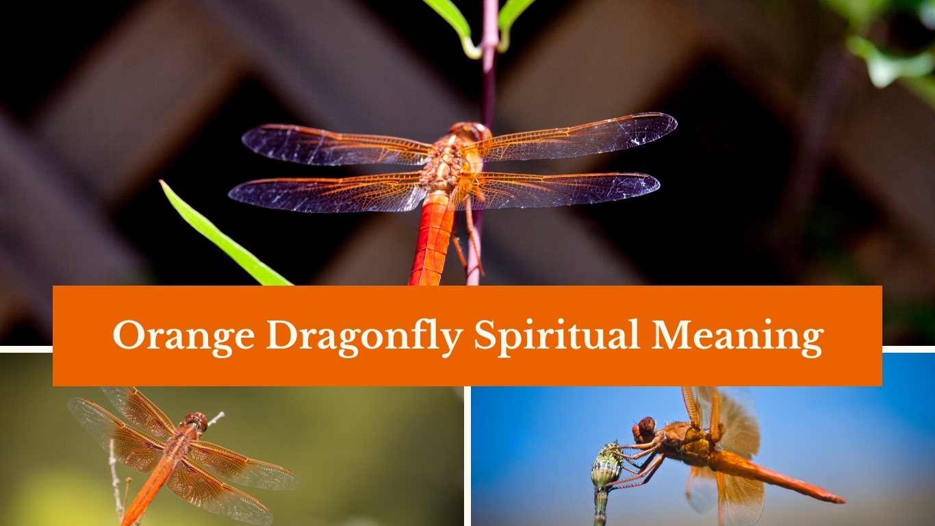 How Orange Dragonflies Guide You to Joy and Inner Peace