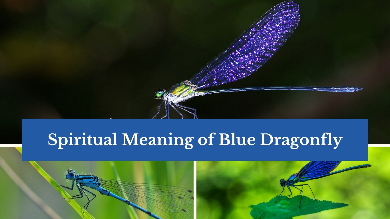 Why Blue Dragonflies Are Seen as Powerful Spiritual Symbols
