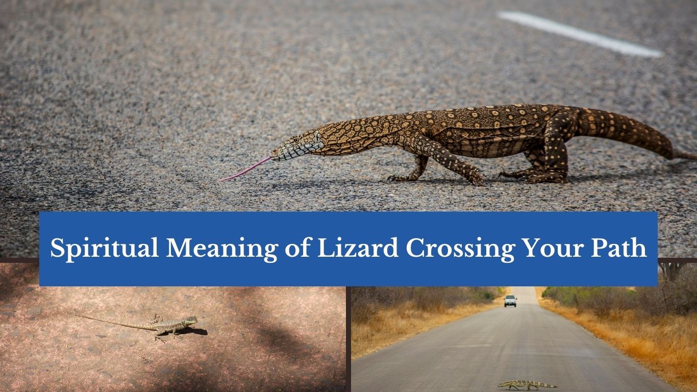 Lizard Crossing Your Path: A Sign from the Spiritual Realm?