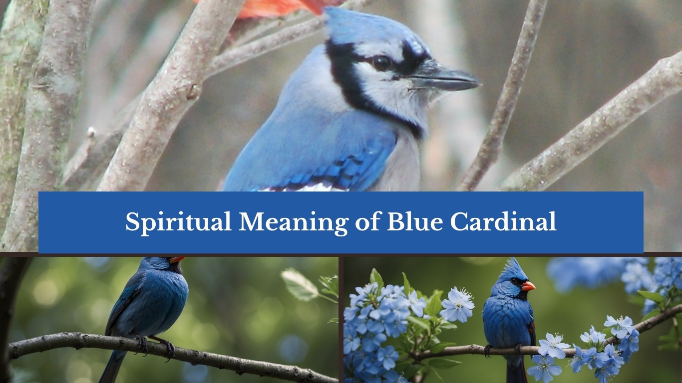 Blue Cardinal Spiritual Meaning: [Symbolism & Significance]