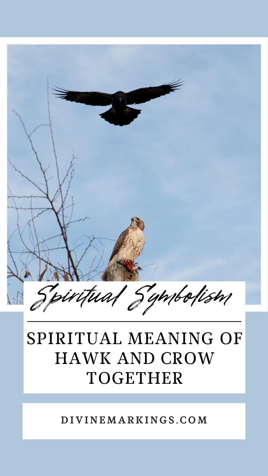 Hawk and Crow Together: What They Mean for Your Spiritual Journey