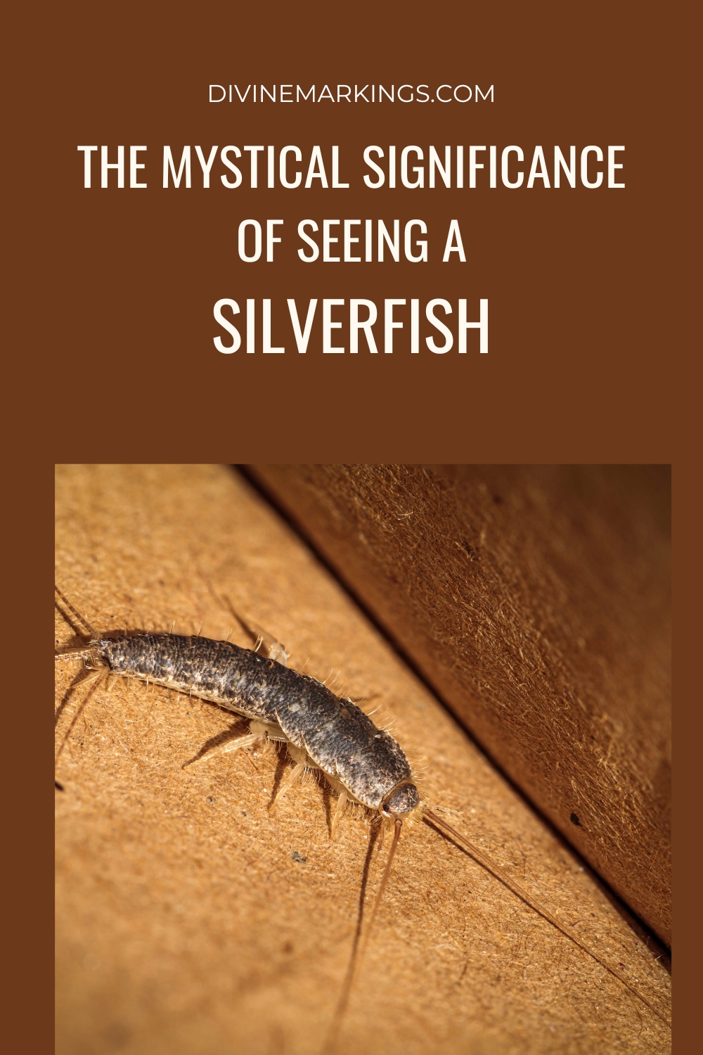 What Does Seeing a Silverfish Mean Spiritually