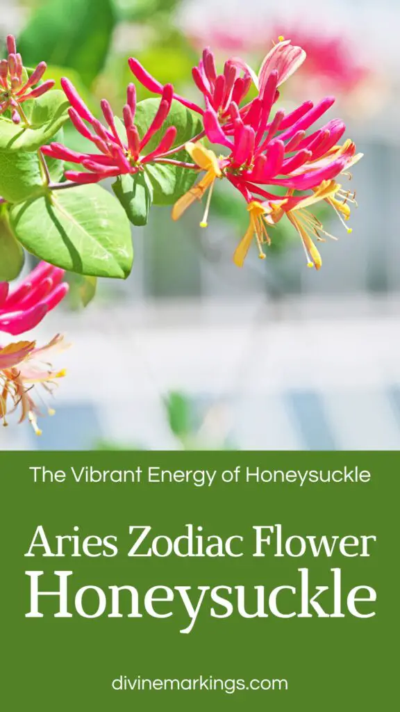 Aries Zodiac Flower: Honeysuckle - Spiritual Meaning and Symbolism