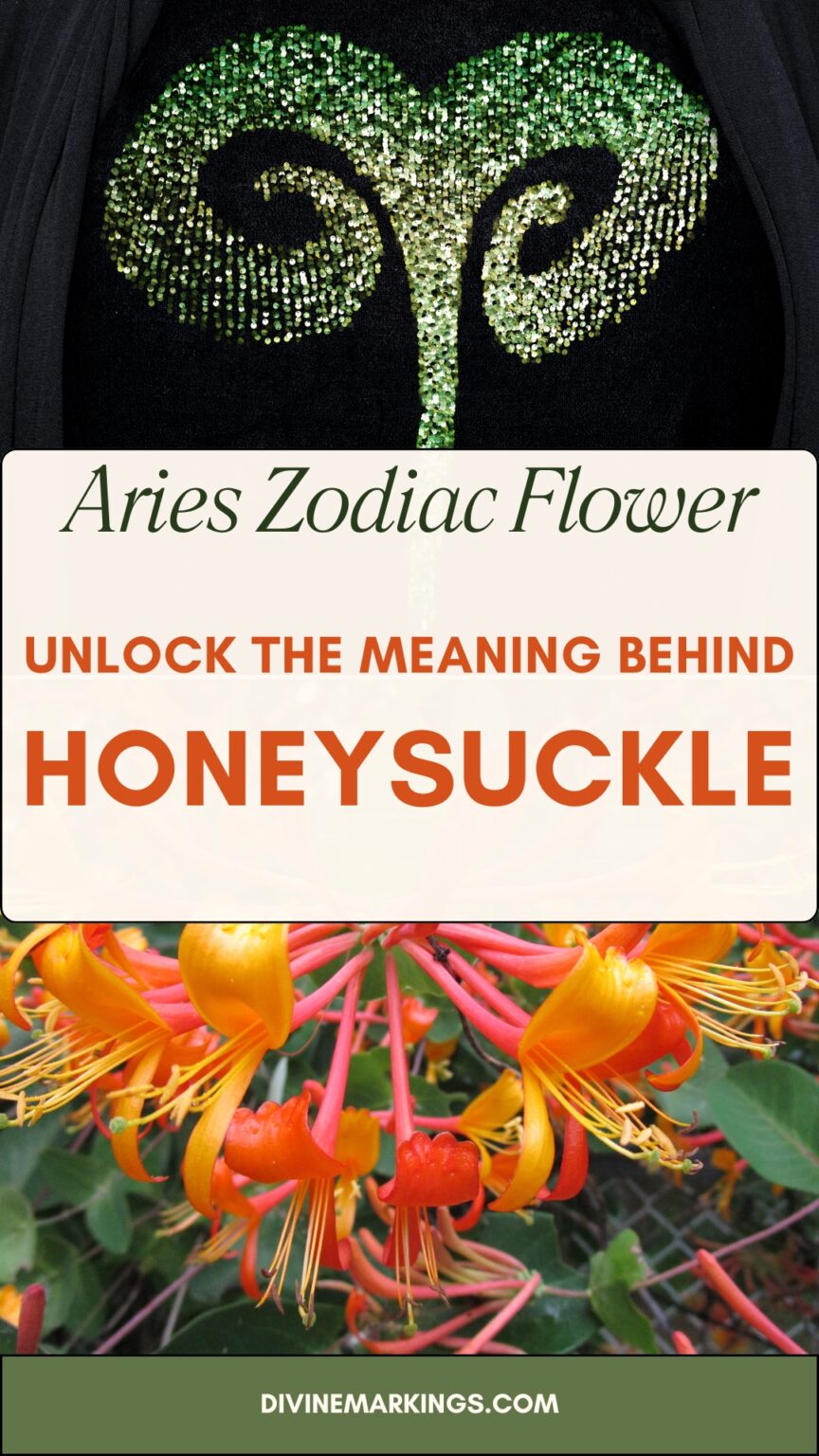 Aries Zodiac Flower: Honeysuckle - Spiritual Meaning and Symbolism