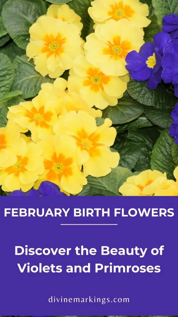 February Birth Flowers: Violets and Primroses