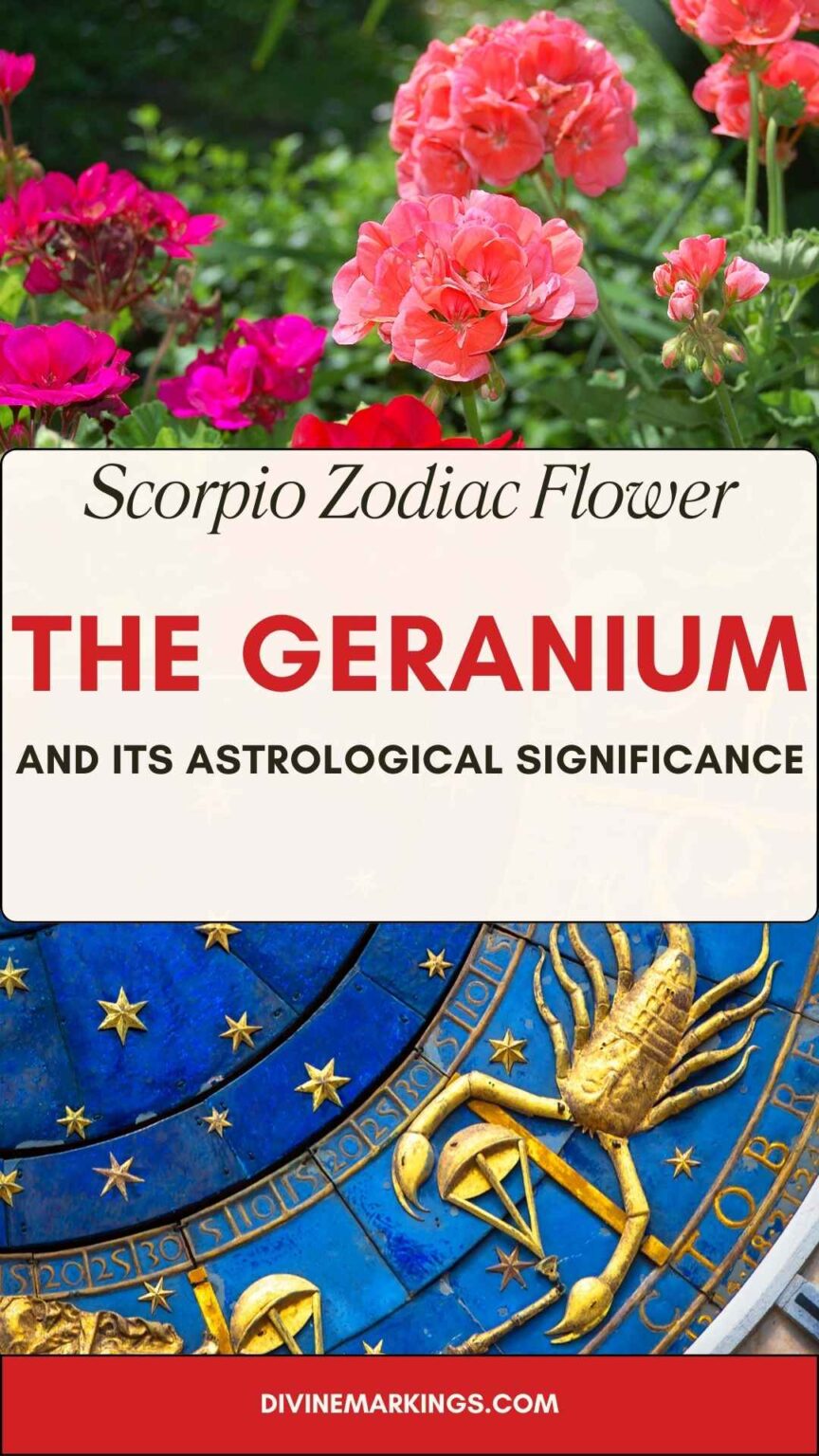 Scorpio Zodiac Flower: Geranium and Its Astrological Significance