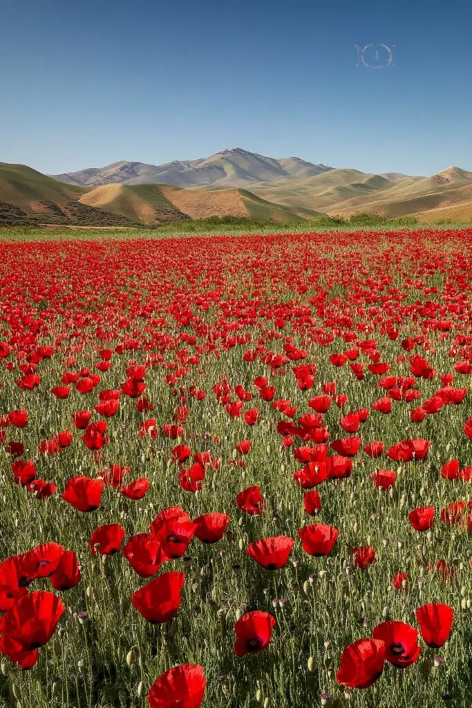 12 Zodiac Flowers Based on Your Astrological Sign