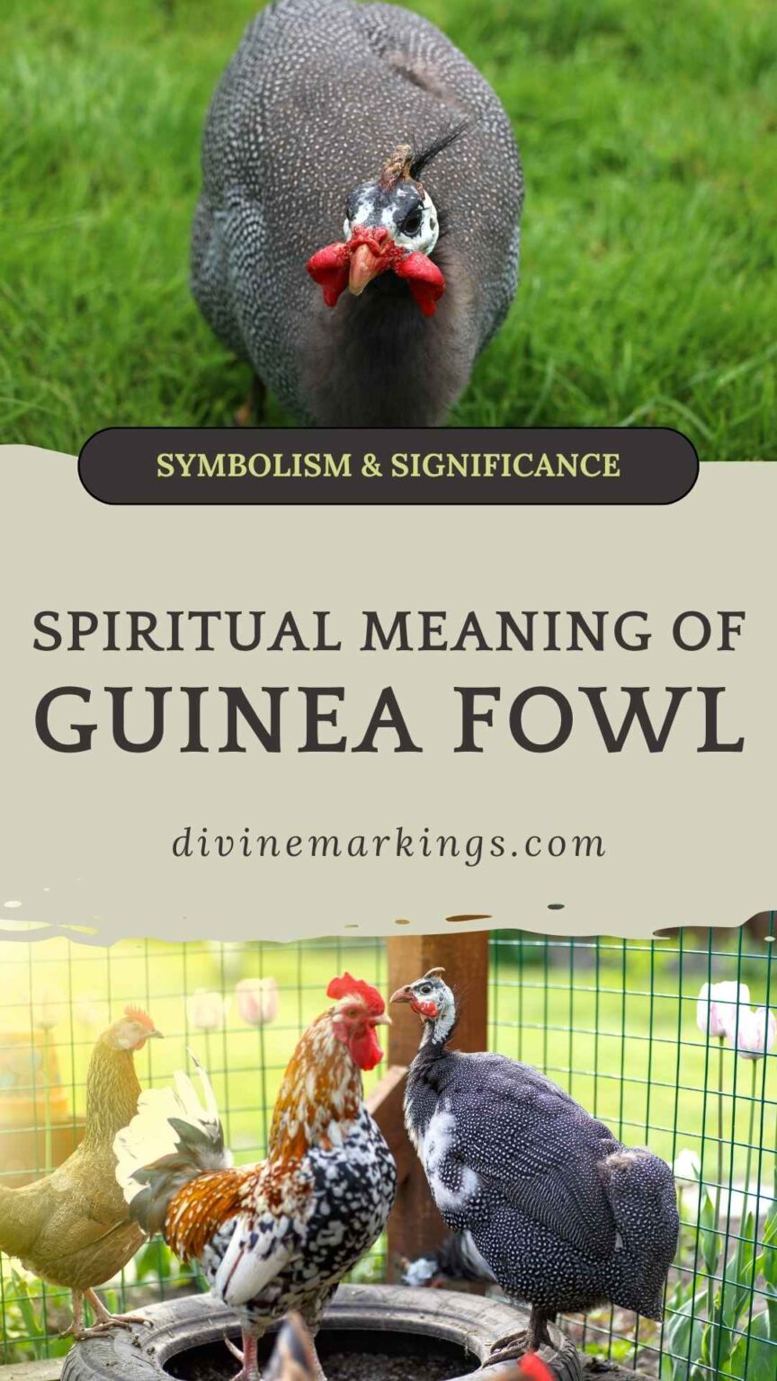 Guinea Fowl Spiritual Meaning: [Spirituality And Symbolism]