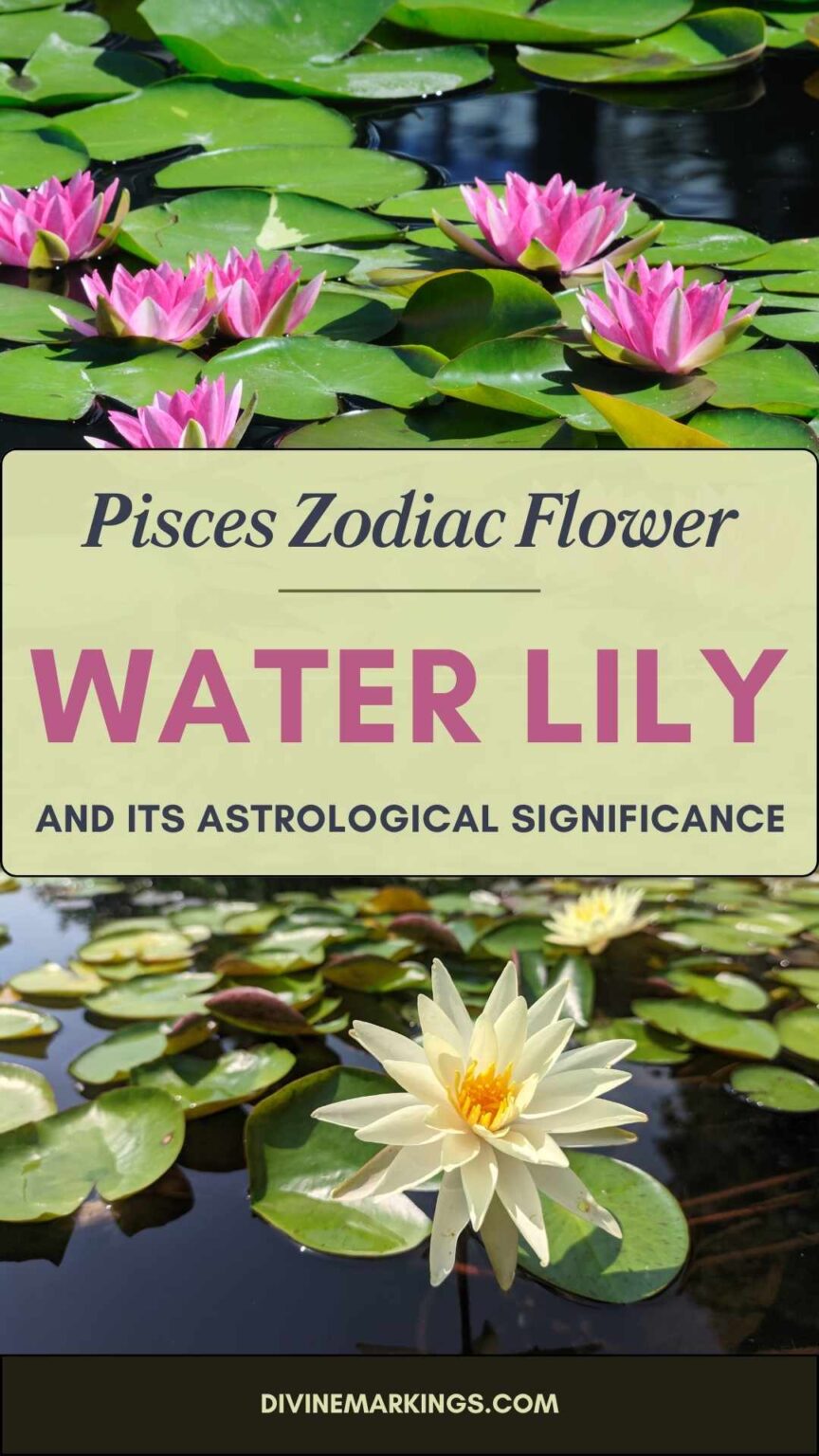 Pisces Zodiac Flower: Water Lily Symbolism and Significance