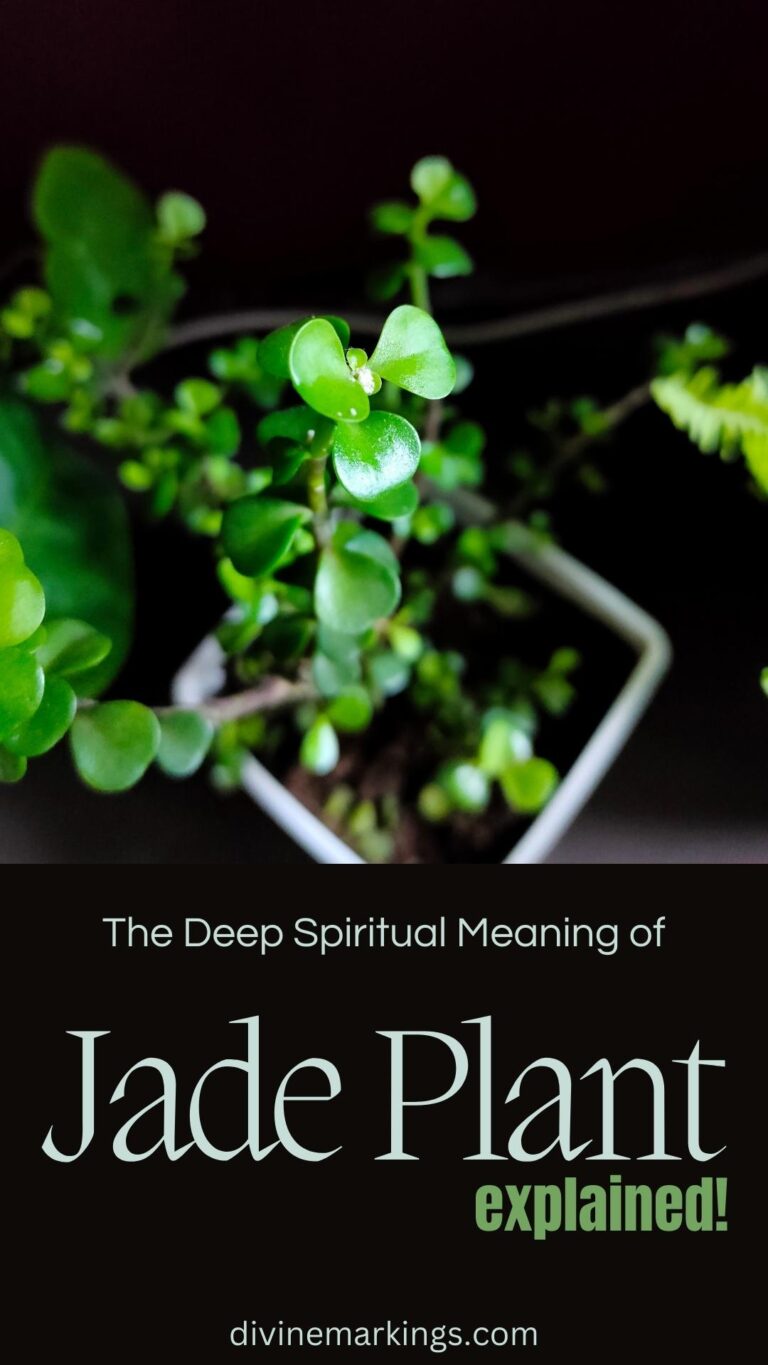 Jade Plant Spiritual Meaning: Discovering Prosperity and Good Luck