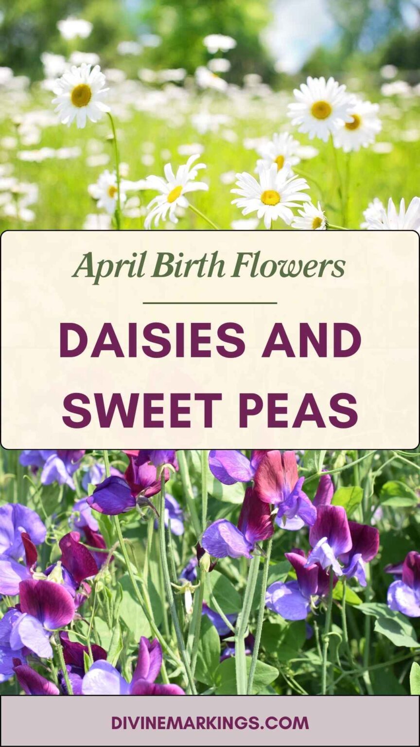 April Birth Flowers: Daisies and Sweet Peas - Celebrate Spring's ...