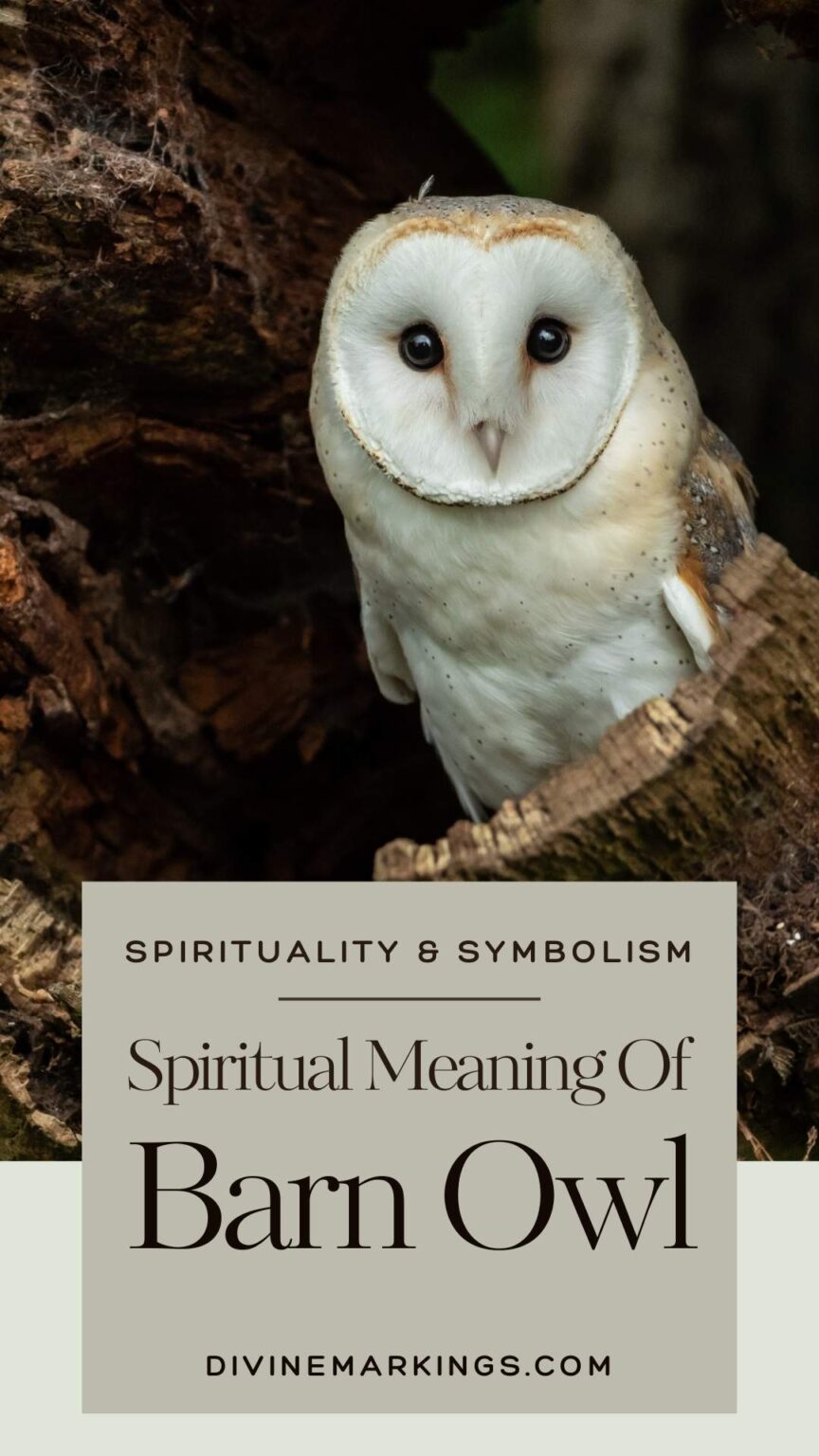 Barn Owl Spiritual Meaning: Discovering Wisdom and Intuition