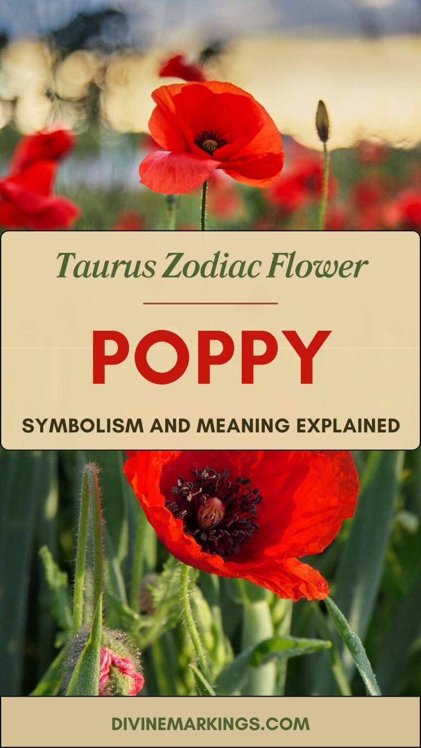 Taurus Zodiac Flower: Poppy's Meaning and Symbolism Explained