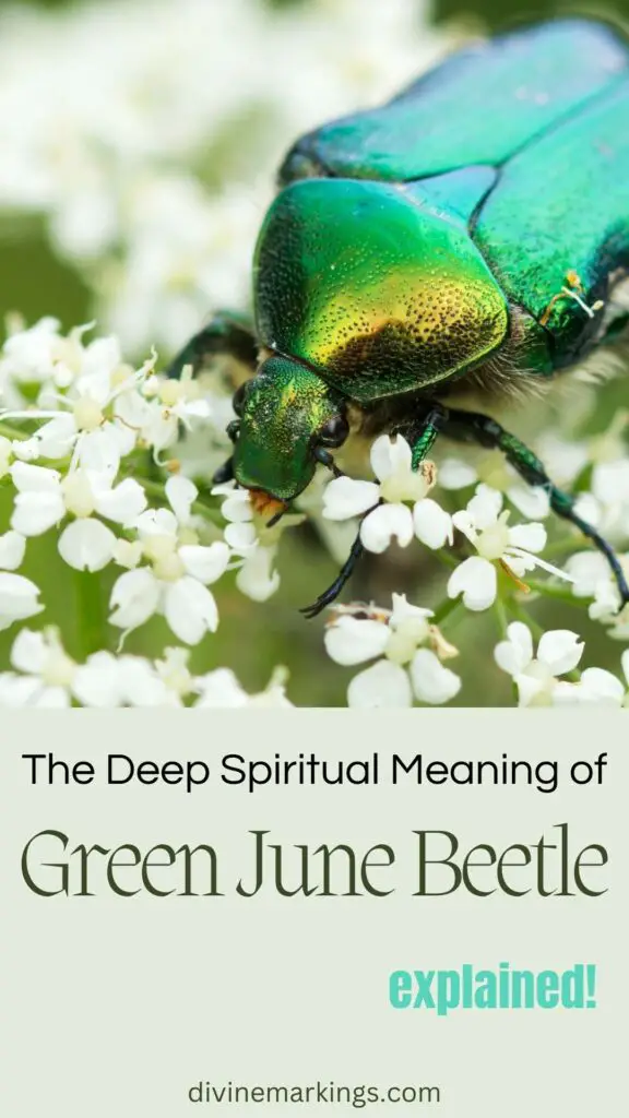 Green June Beetle Spiritual Meaning: Discovering Transformation and Renewal