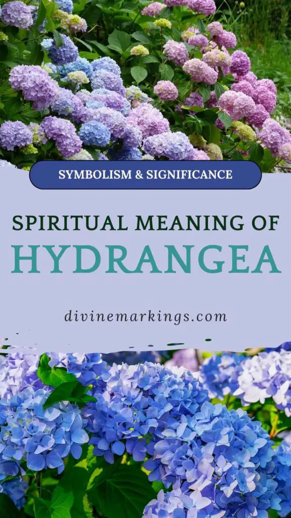 Hydrangea Spiritual Meaning: Exploring Its Symbolism and Significance