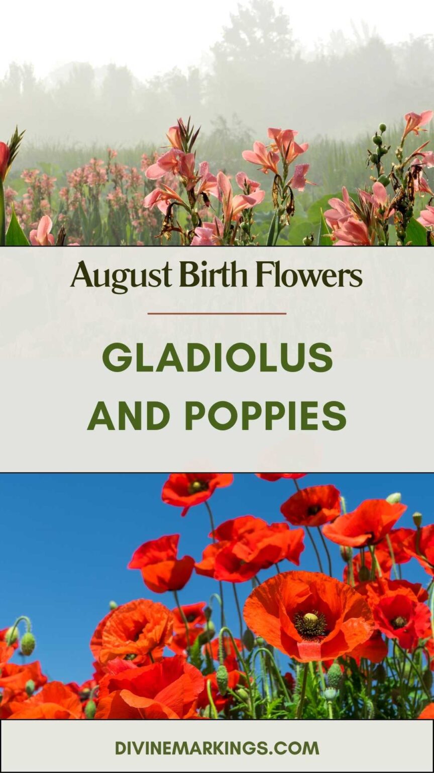 August Birth Flowers: Gladiolus and Poppies - A Vibrant Duo