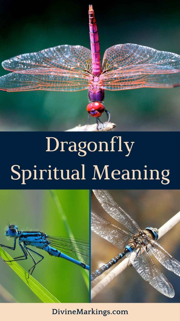 Dragonfly Spiritual Meaning and Its Symbolism in Everyday Life – Divine ...