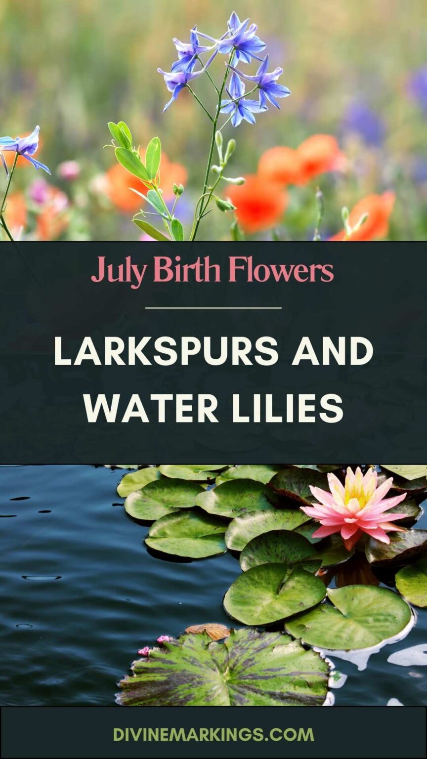 July Birth Flowers: Discover the Charm of Larkspurs and Water Lilies ...