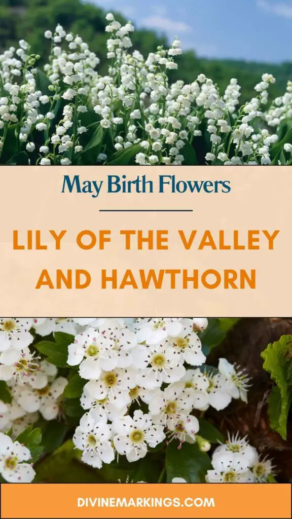 May Birth Flowers: Lily of the Valley and Hawthorn - Symbols of Springtime Beauty