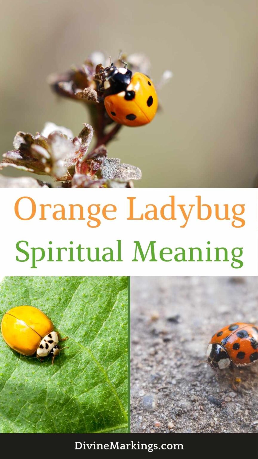 Orange Ladybug Spiritual Meaning – Divine Markings
