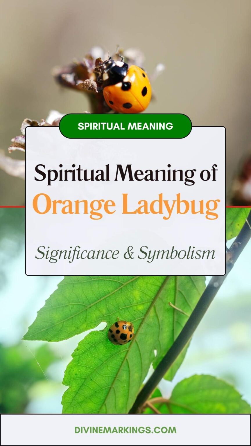 Orange Ladybug Spiritual Meaning
