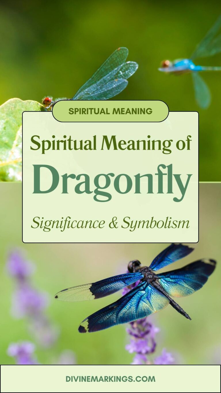 Dragonfly Spiritual Meaning and Its Symbolism in Everyday Life – Divine ...