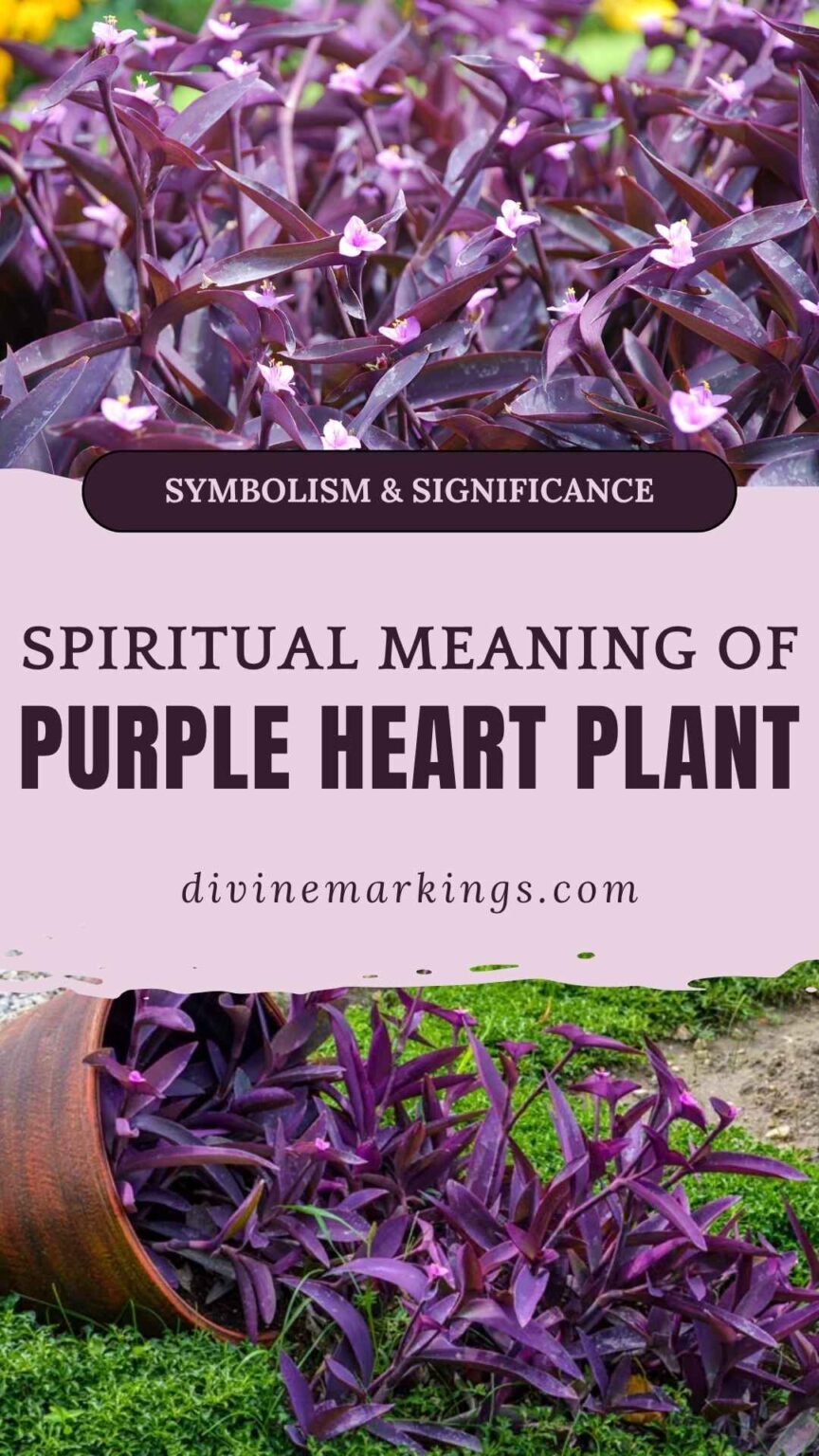 Purple Heart Plant Spiritual Meaning – Divine Markings